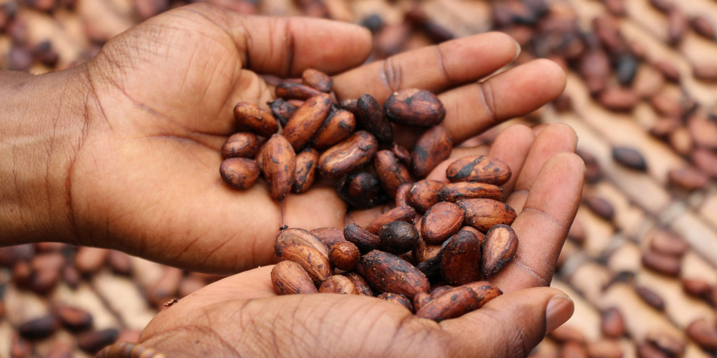Ceremonial Cacao – Temptress Apothecary